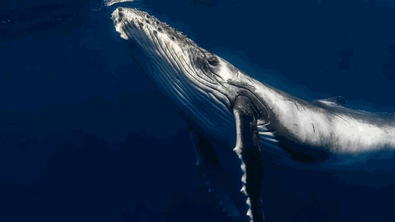 Buone notizie dall’Atlantico: le balene blu antartiche tornano a ...