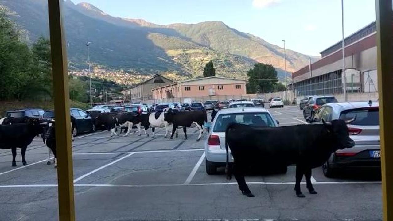 Aosta, una mandria di mucche ha “invaso” la Cogne acciai speciali - La ...