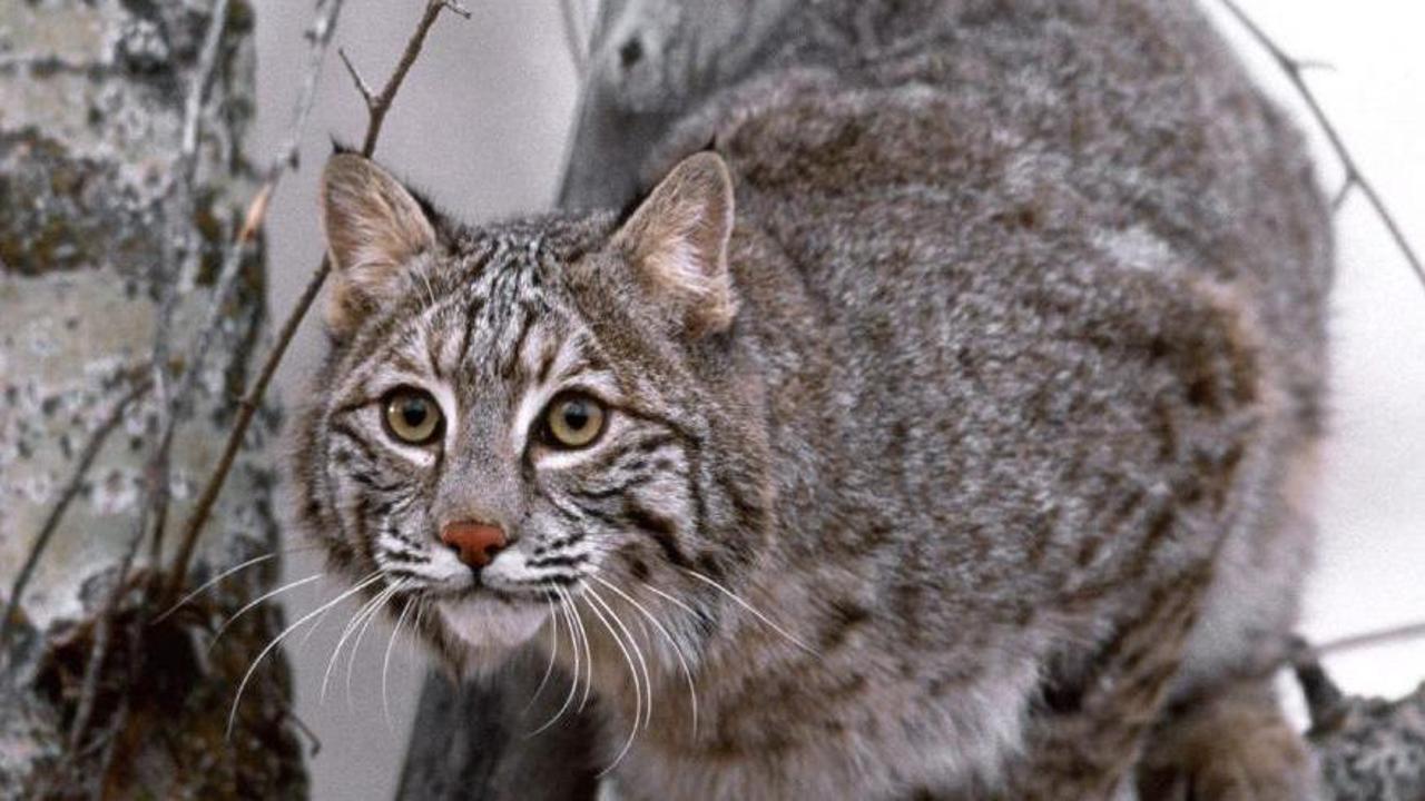 Che Lince Rossa Vive