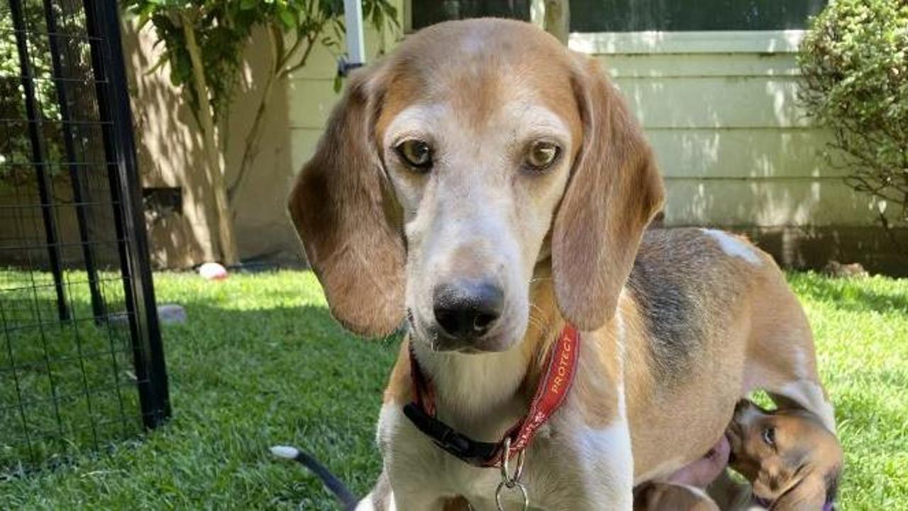 Meghan e Harry adottano uno dei 4mila cani Beagle salvati in Virginia ...