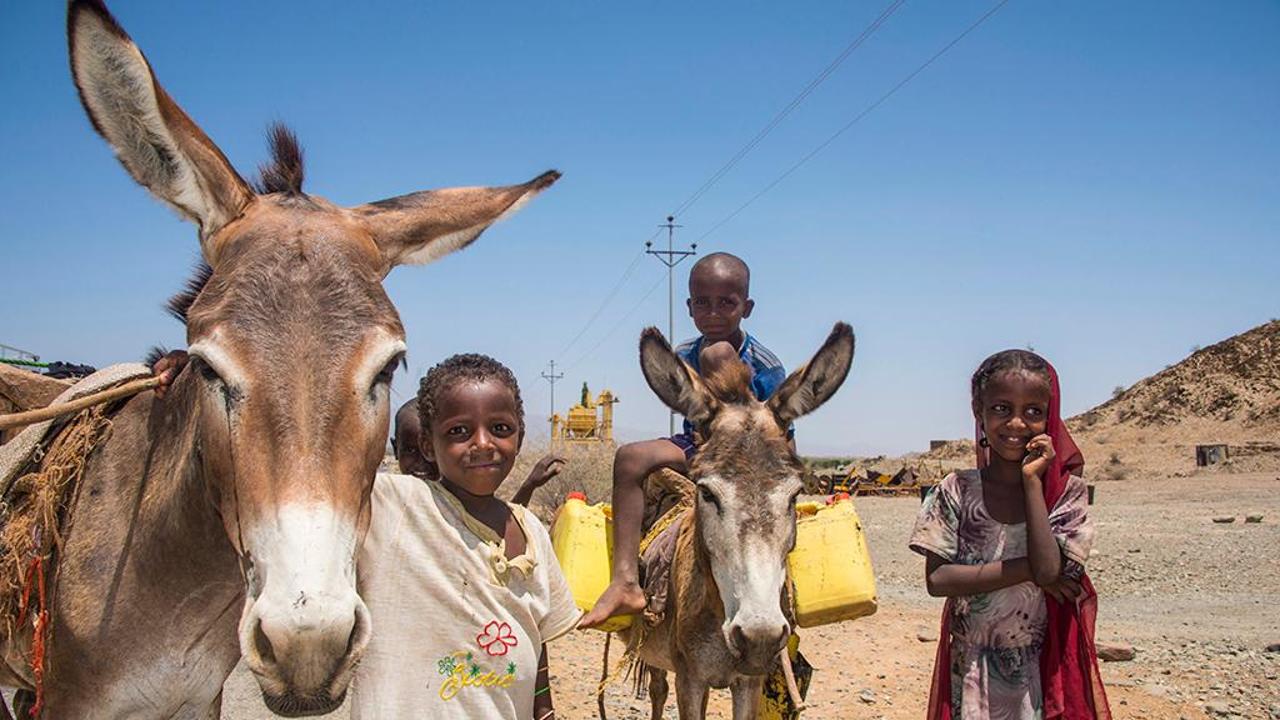 L’asino è stato addomesticato in Africa 7000 anni fa, lo dice il Dna ...