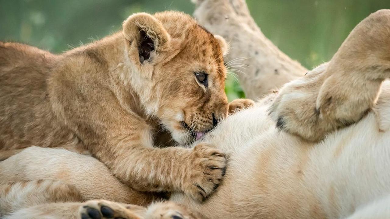 L’allattamento nel mondo degli animali: dalle mamme record a quei ...