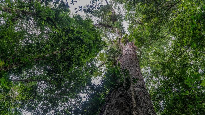 Amazzonia: scienziati raggiungono l’albero più alto del mondo, è grande ...