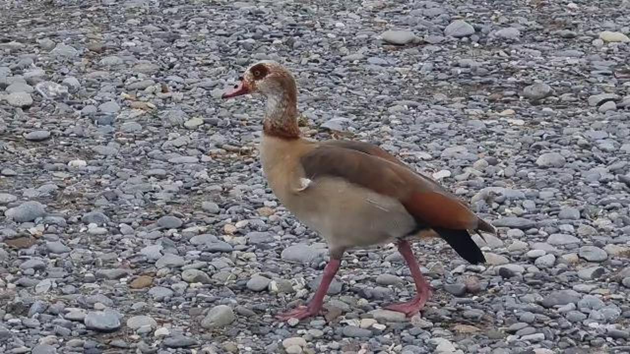 Le anatre egiziane scelgono Ventimiglia (VIDEO) - La Stampa