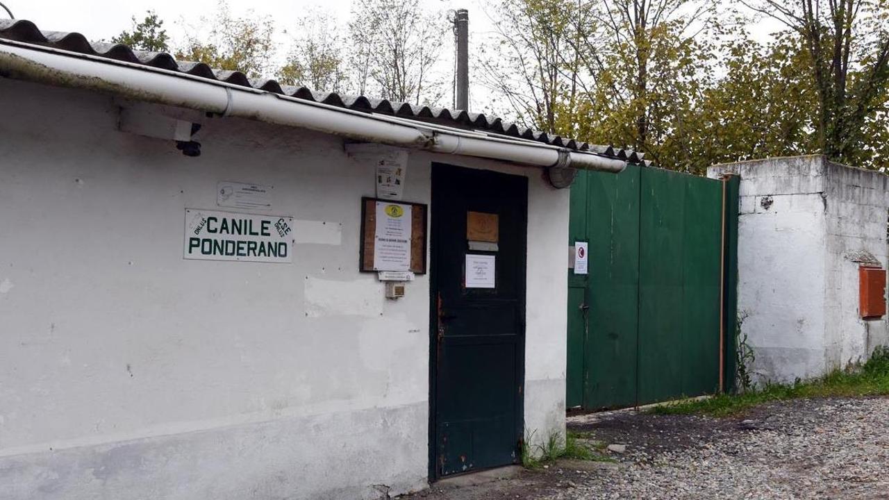Vandali all’attacco del canile di Ponderano: entrano di notte e fanno ...