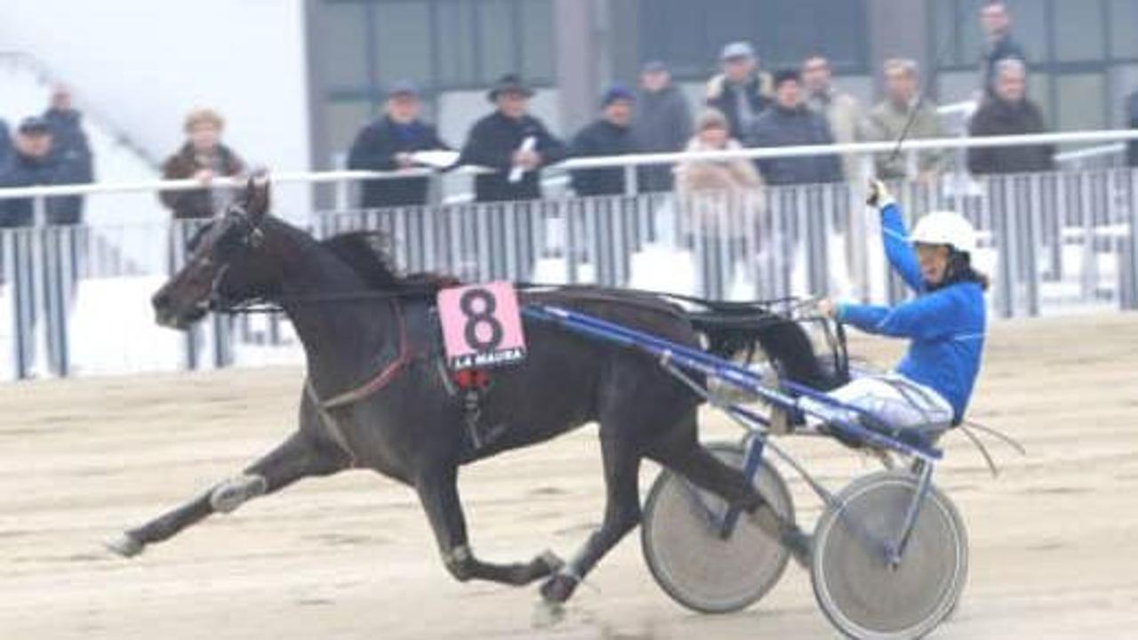 Cavalla campionessa di trotto rapita e investita sulla strada - La Stampa