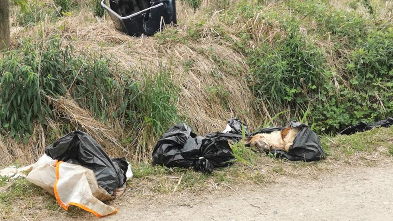 Quelle 77 carcasse di cani e gatti abbandonate a Vercelli: l’indagine ...