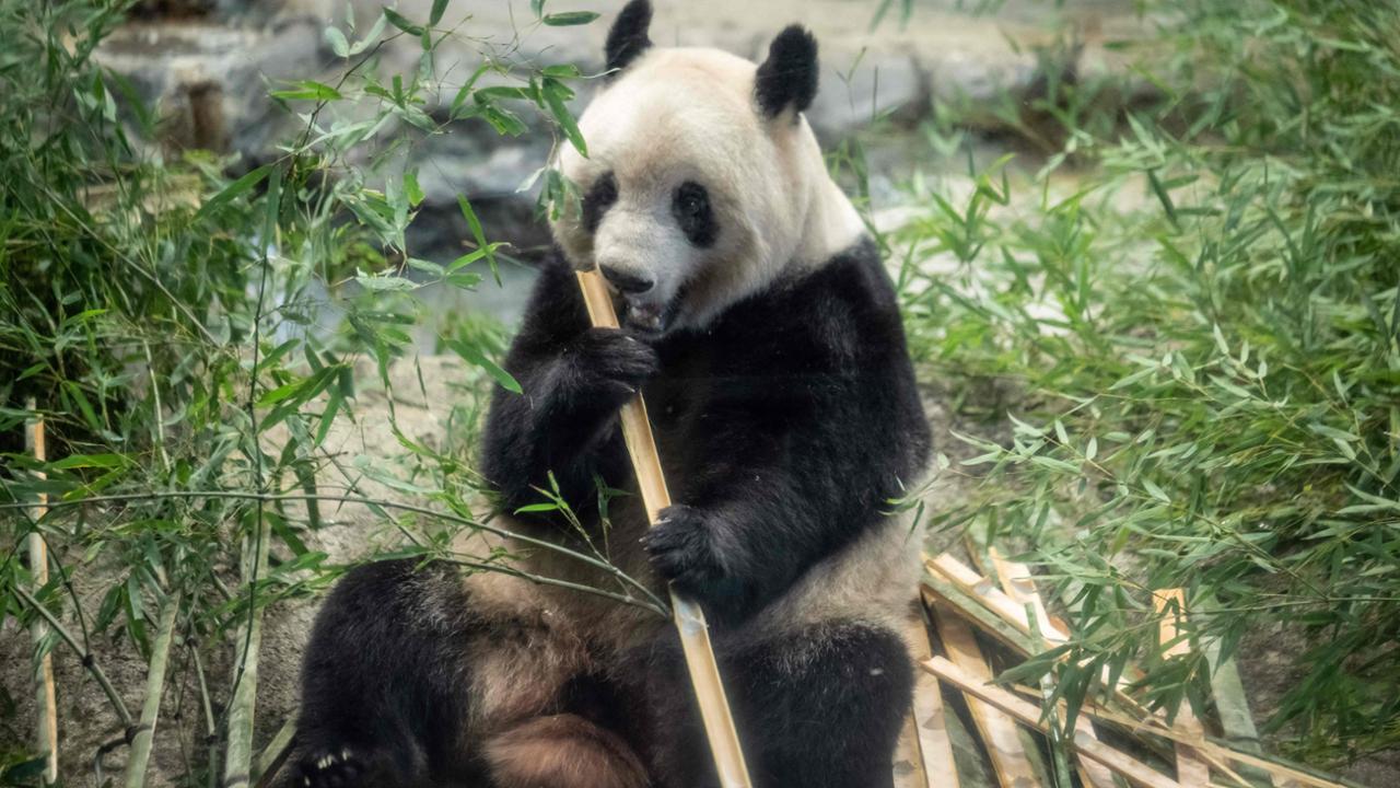 Cina-Usa-Giappone, quando il panda fa la differenza: la storia di Xiang ...