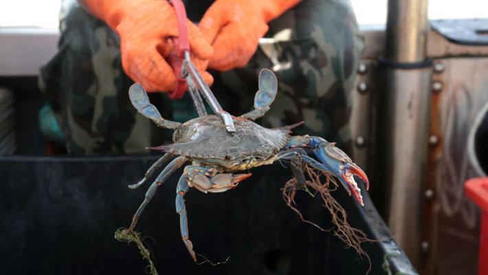 Granchi blu, il piano per fermare l'invasione - La Stampa