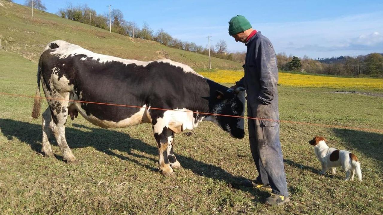 Robertino, margaro in Alta Langa: “Qui solo vino e nocciole: mollo ...