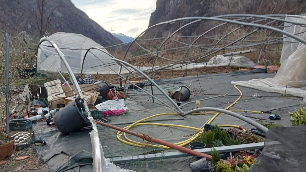 Raffiche di vento in Ossola, ingenti danni ad aziende agricole di Varzo ...