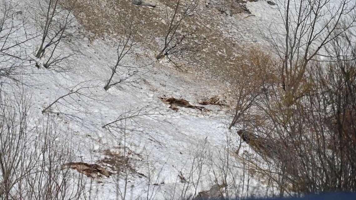 Non saranno recuperate le carcasse degli oltre trenta cervi morti in ...
