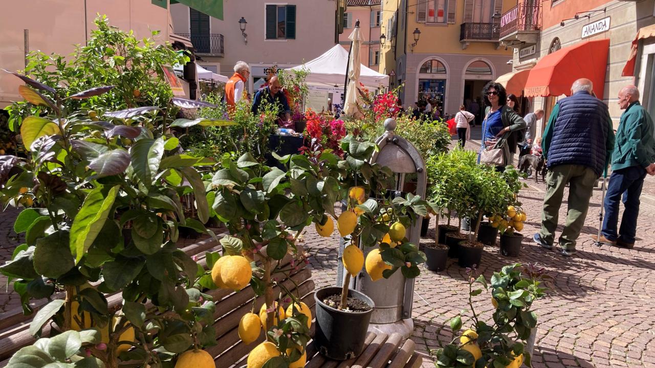 Oggi e domani la Fiera di Primavera a Mondovì racconta la natura, la ...