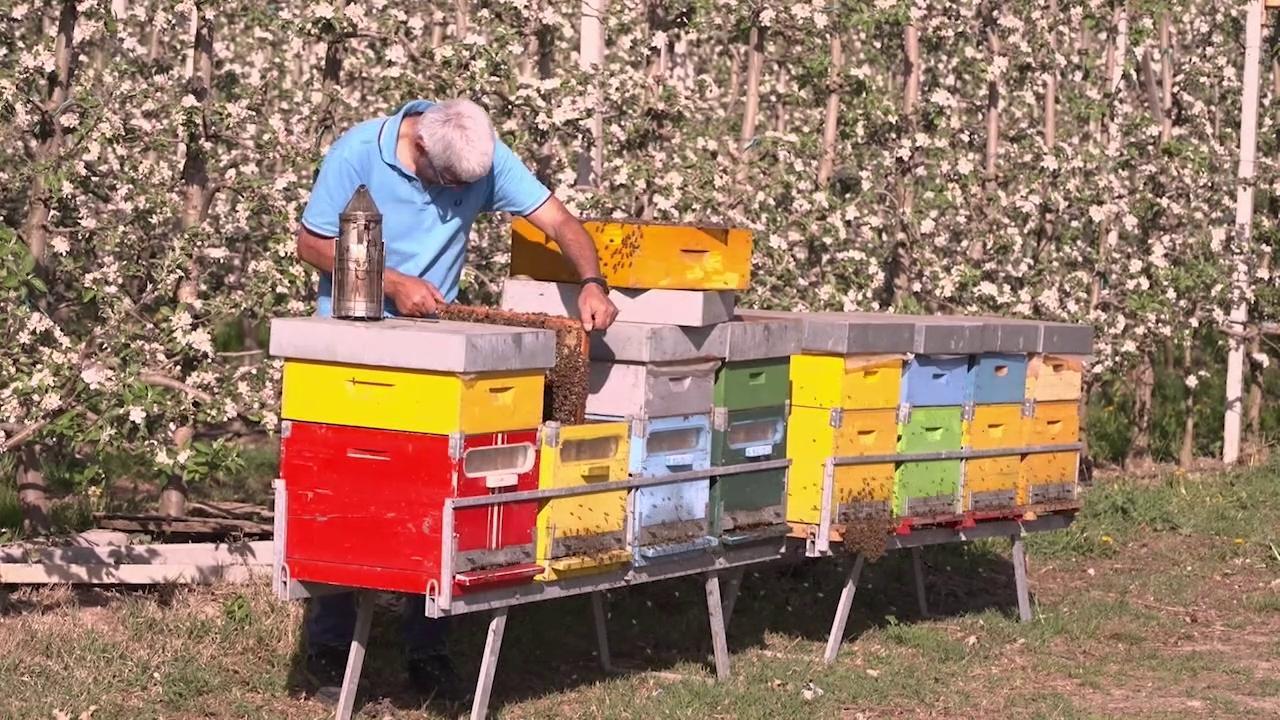 Dalle api il segreto delle mele: così in Trentino gli apicoltori ...
