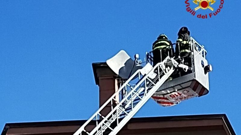 Domodossola, pappagallo Joe salvato dai vigili del fuoco - La Stampa