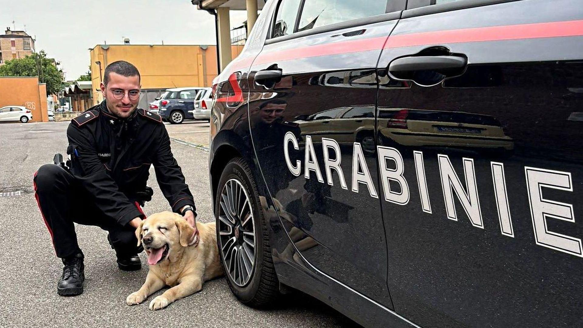 Alessandria, cane labrador si smarrisce al Cristo: salvato e coccolato ...