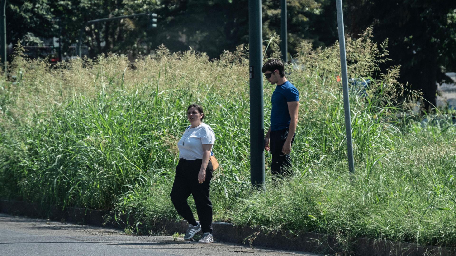 Erba alta nei giardini pubblici a Torino: ecco perché - La Stampa