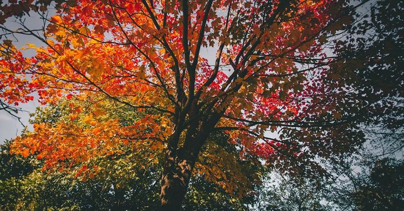 I 5 luoghi più belli dove ammirare il foliage autunnale: uno di questi ...