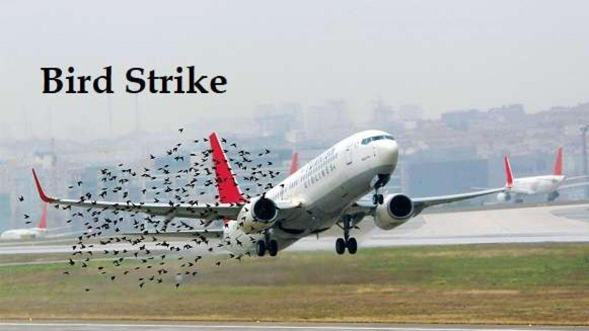 “Bird strike” e l’incidente aereo in Kazakistan: quando si verifica e ...