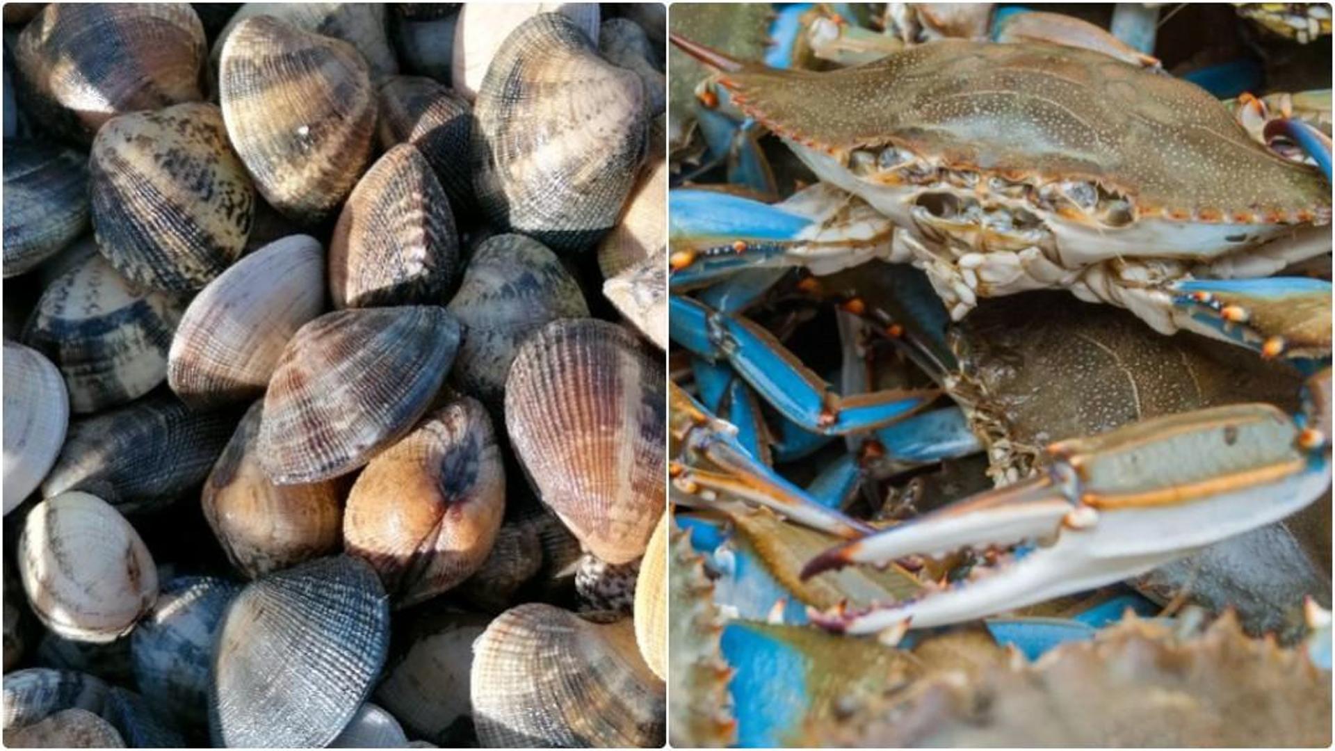 Scacco al granchio blu, arriva in Italia la vongola portoghese. Come ne ...