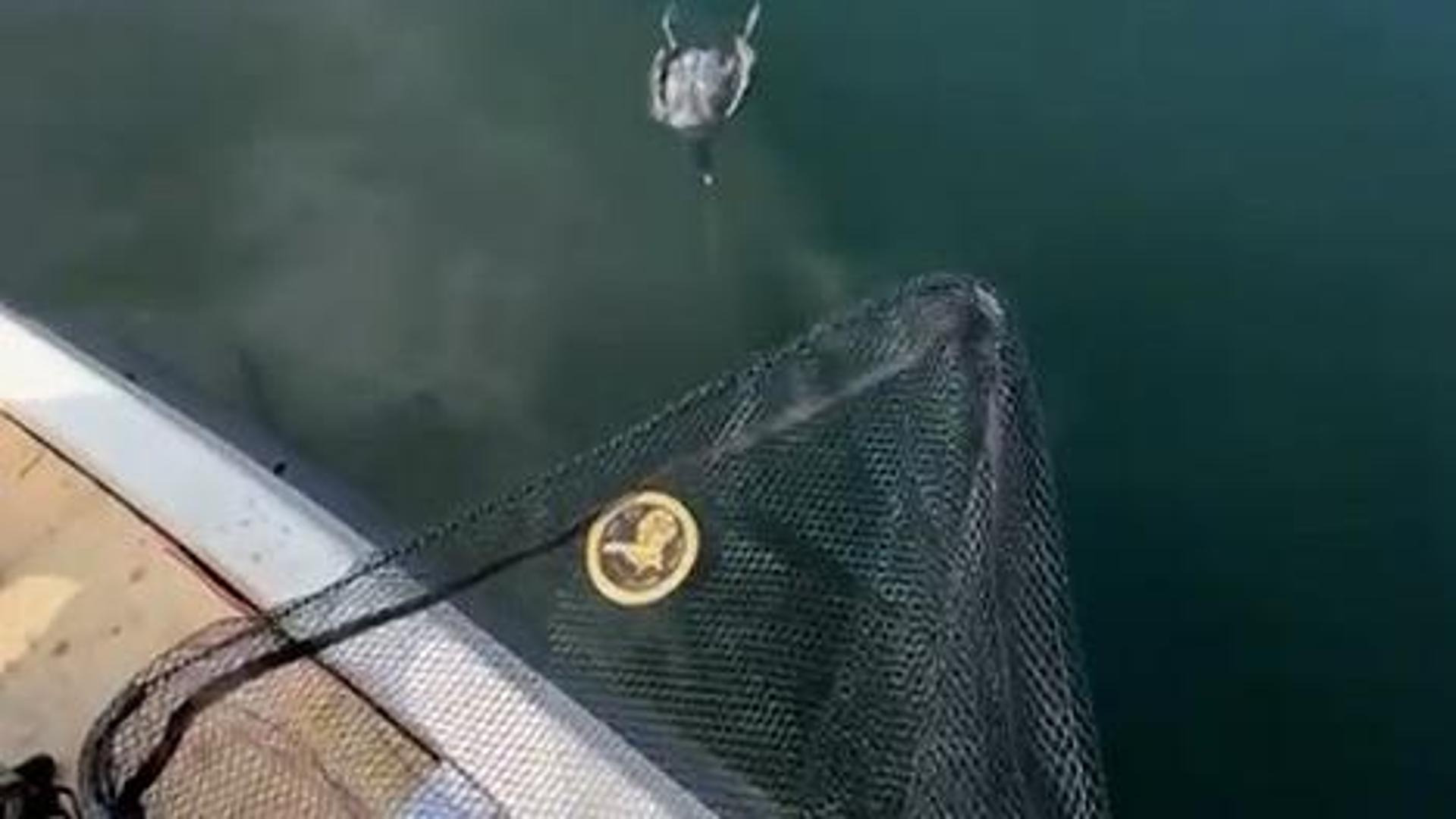 Le carpe giganti del lago di Viverone finiscono nel mirino dei ...
