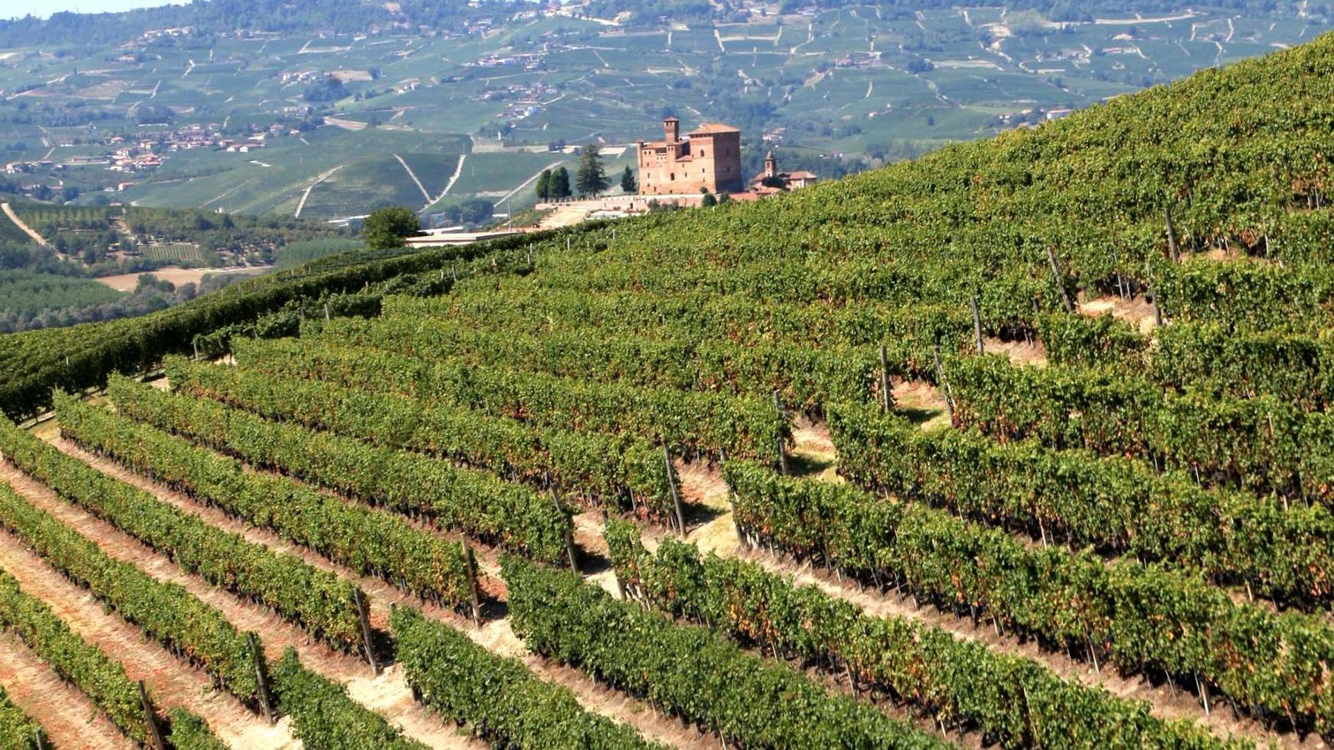 Nuovi vigneti, proposto lo stop alle autorizzazioni - La Stampa