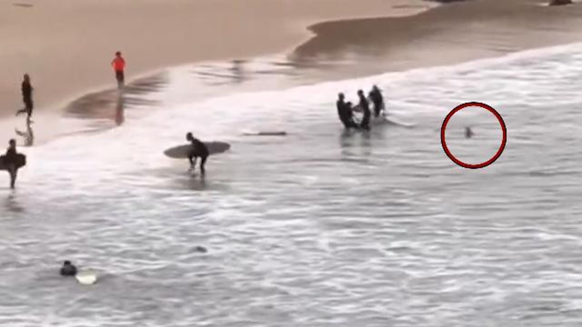 Australia, squalo attacca surfista e si spinge fino alla spiaggia - La ...