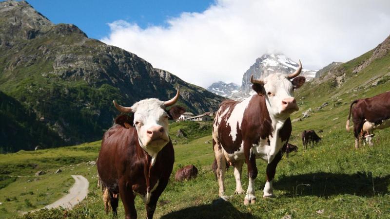 Valle d’Aosta: dermatite bovina, zona di sorveglianza al confine con la ...