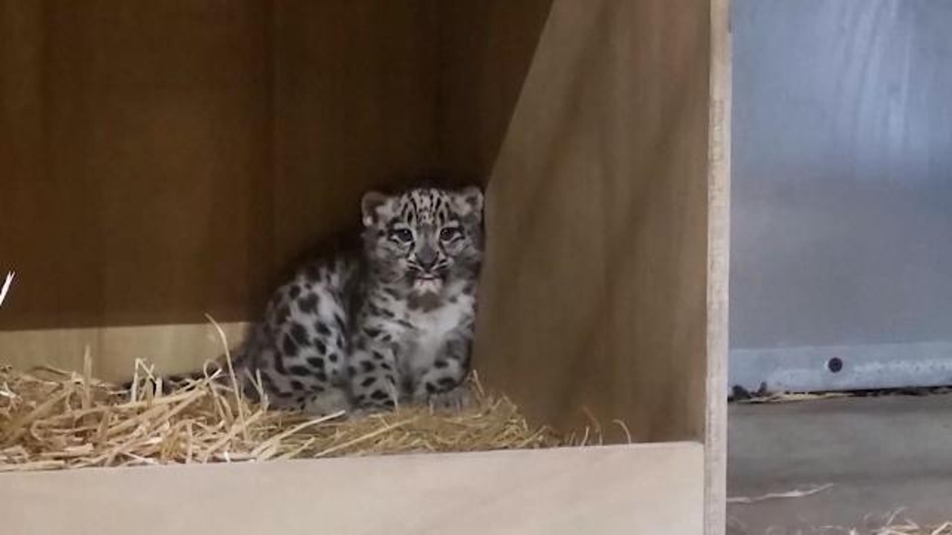 Raro cucciolo di leopardo delle nevi muove i suoi primi passi: le ...