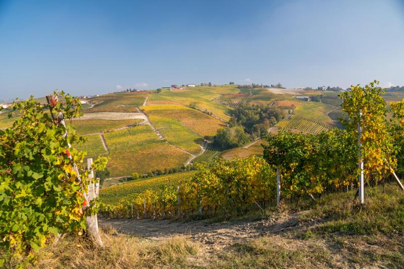 E in autunno tra Langhe, Monferrato e Roero si va per vini ma anche per ...