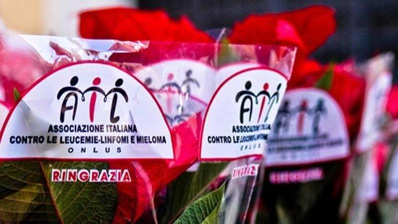 Stelle di Natale Ail leucemie leucemia dove a Novara e provincia - La ...