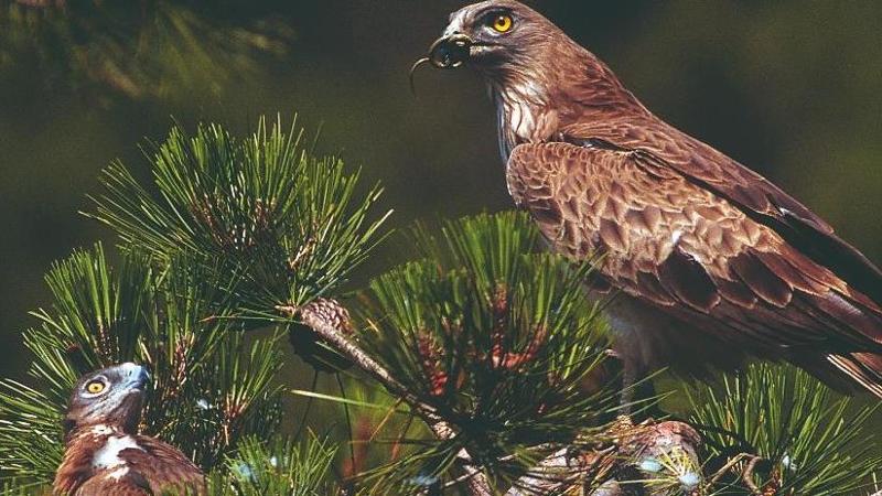 Parco Capanne, bocciato il maxi progetto delle torri eoliche: salvo il ...