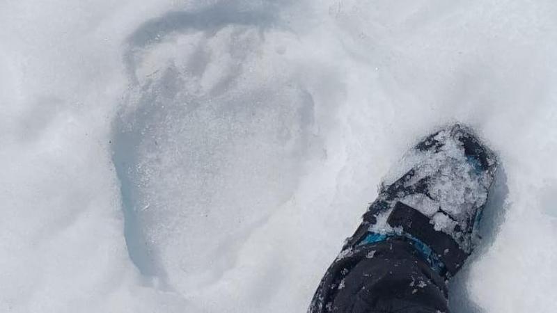 Orso M29 uscito dal letargo: ritrovate tracce nel Parco Val Grande - La ...