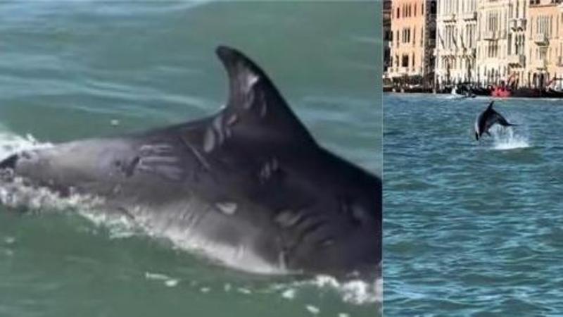 Venezia stila un vademecum per convivere con il delfino Mimmo - La Stampa