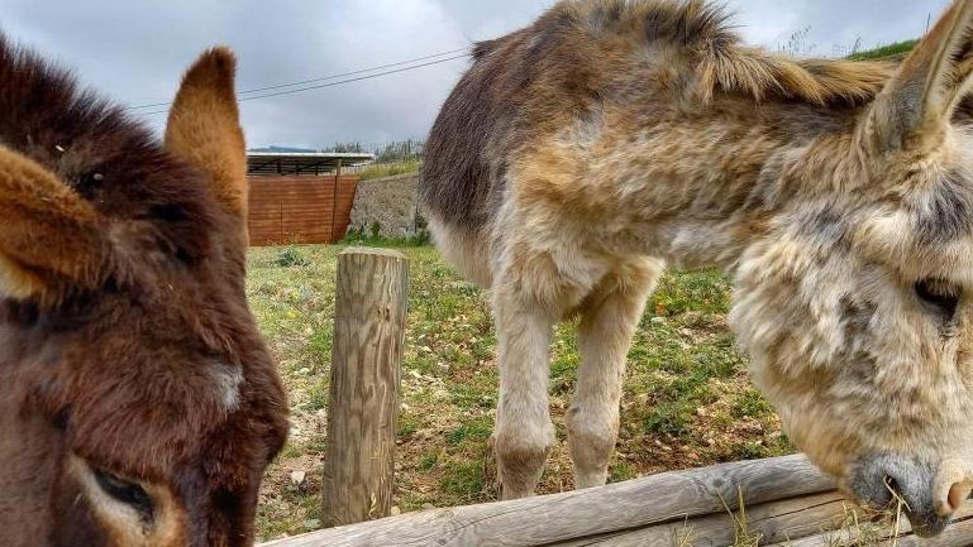 Trekking lento con gli asinelli - La Stampa