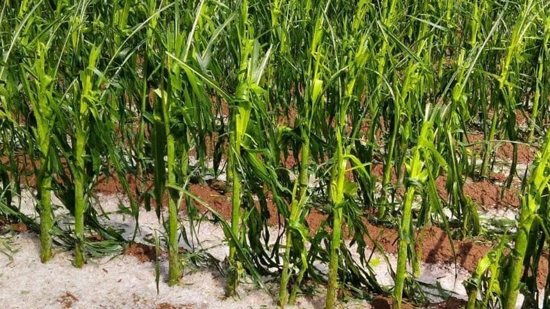 Il maltempo flagella le coltivazioni: “Persi interi raccolti sulle ...