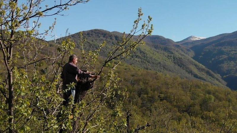 I castagneti abbandonati nelle Alpi piemontesi - La Stampa