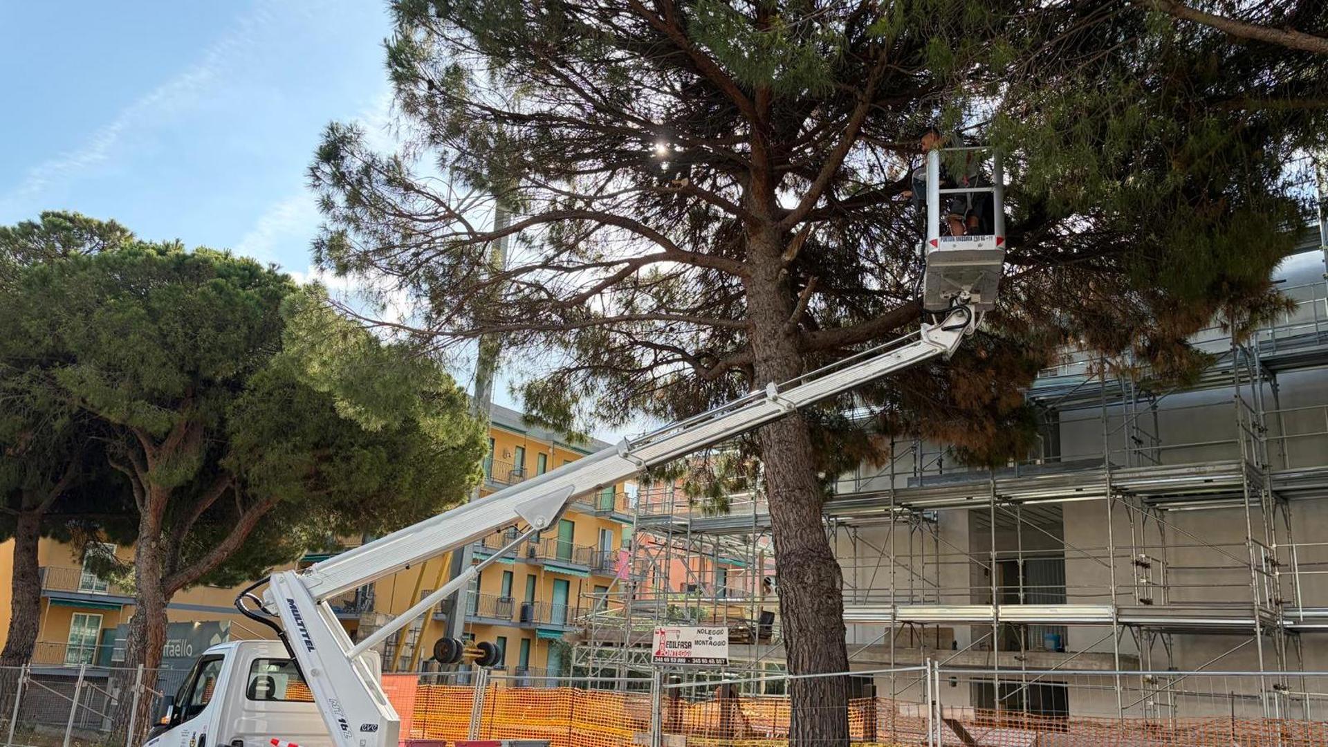 Da mercoledì saranno tagliati 21 pini. Il sindaco:“La sicurezza viene ...