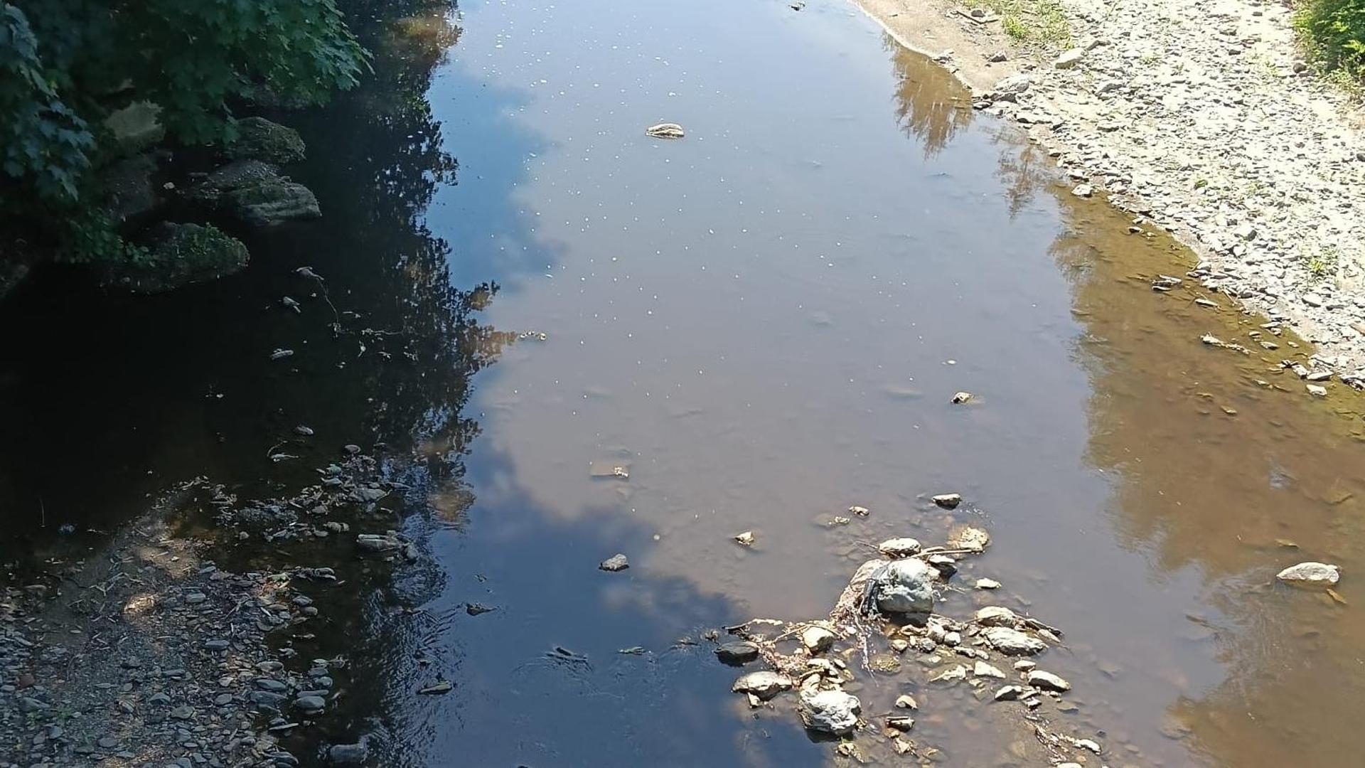 Moria di pesci lungo il fiume, è“giallo” sui presunti liquami - La Stampa