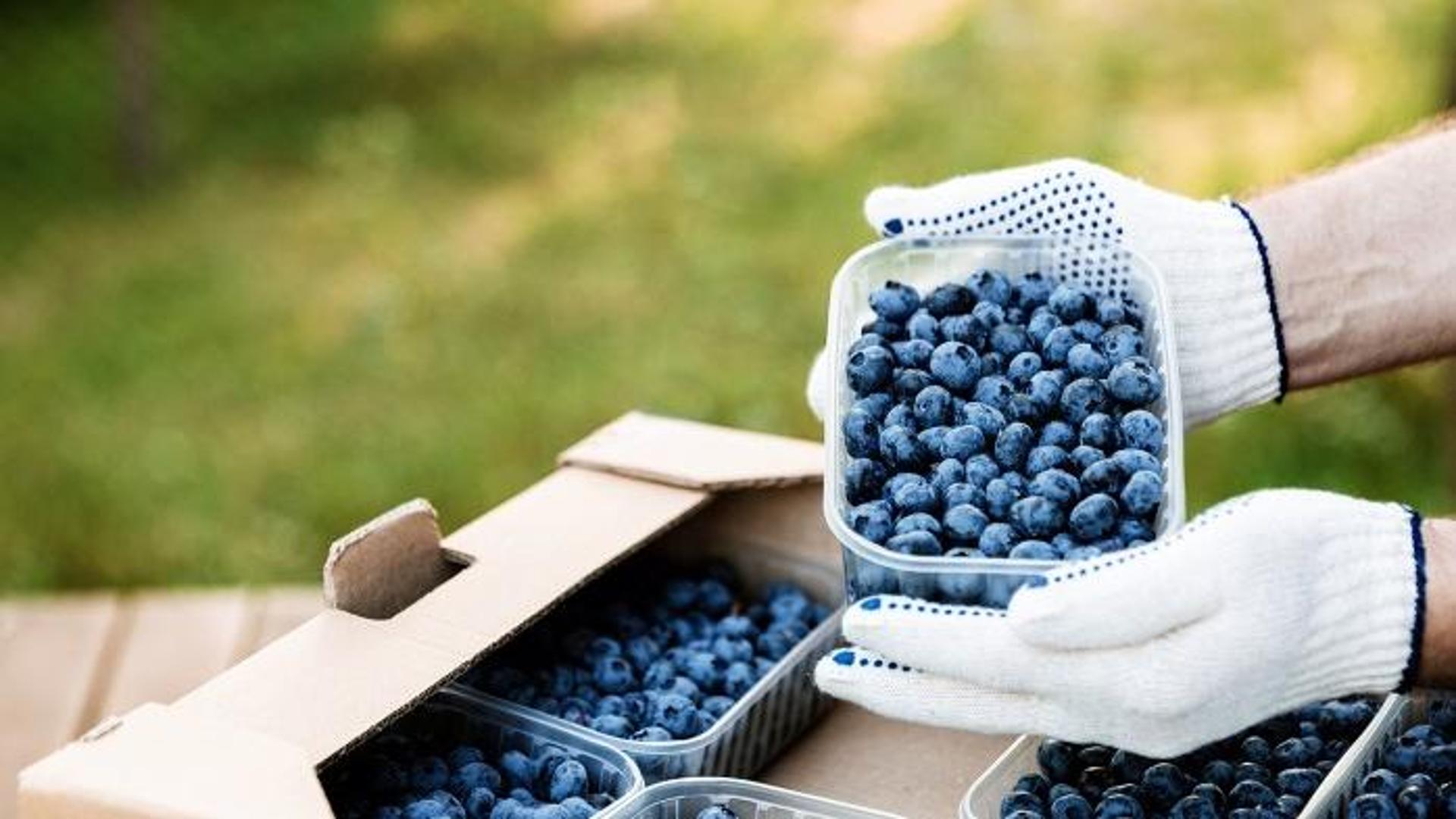 Lufthansa Cargo exhibiting at Fruit Logistica 2025 - The MediTelegraph