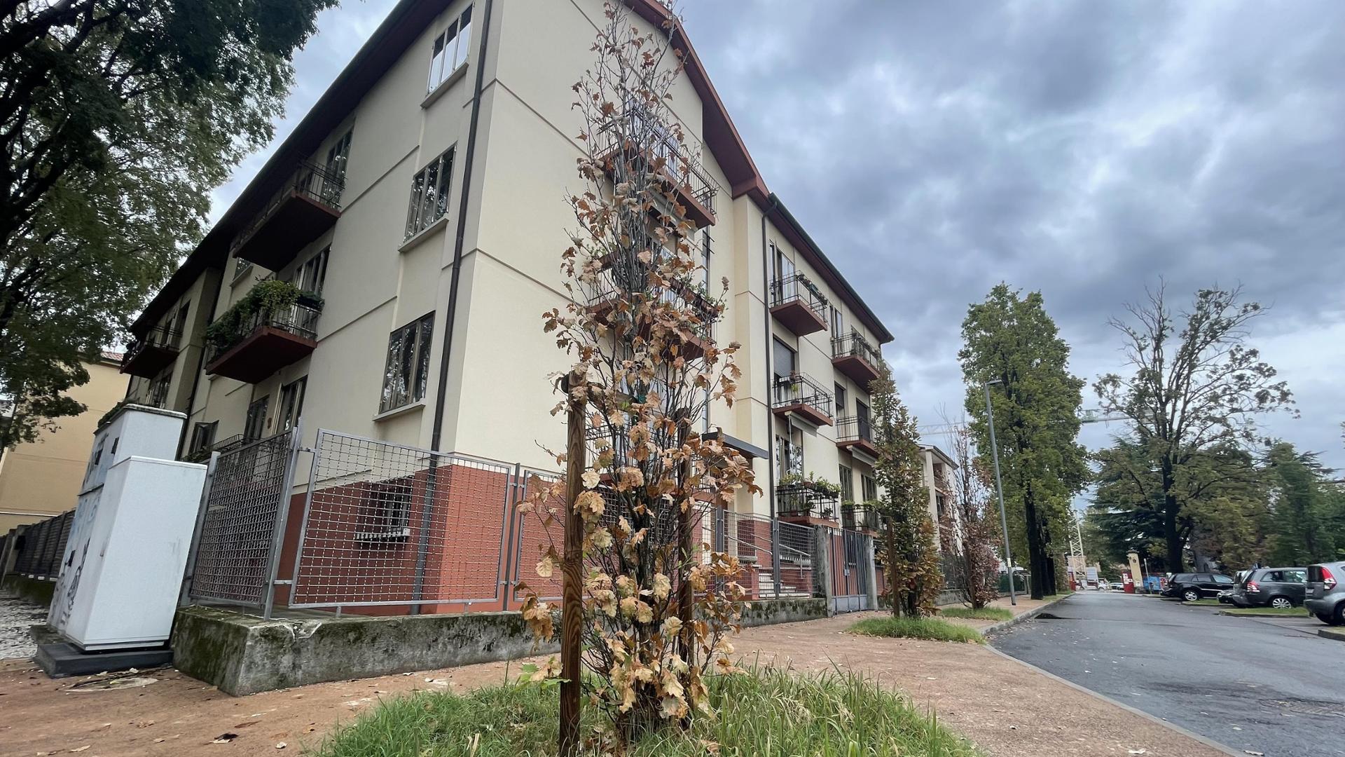 Piazza Martiri Belfiore, querce morte e fontana dimenticata - Tribuna ...